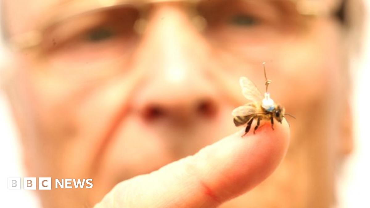 Who, what, why: How do you track a honey bee? - BBC News