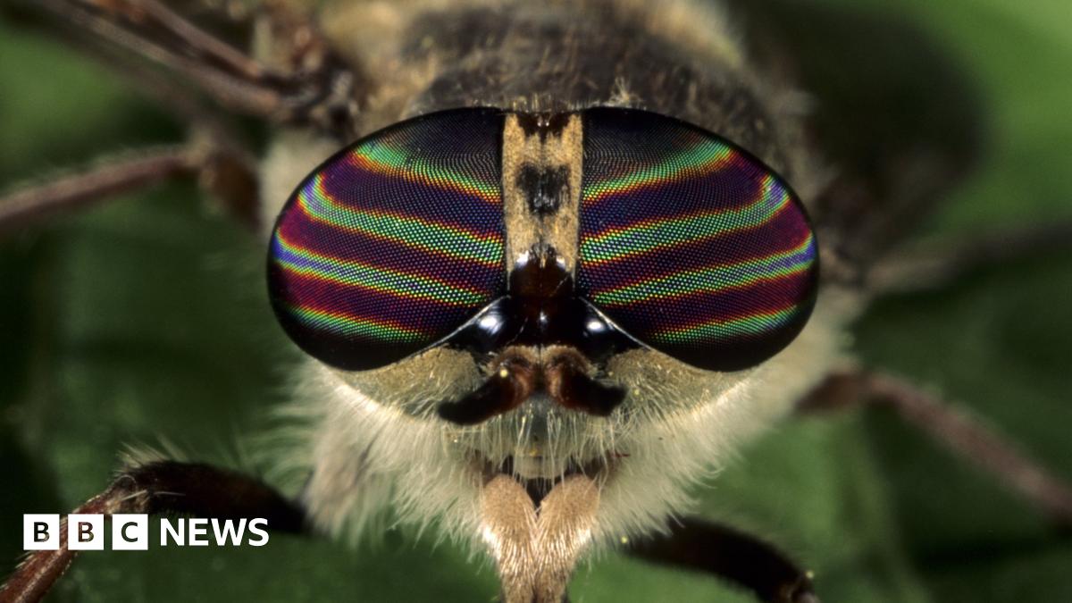 NHS Highland warning on horsefly bites - BBC News