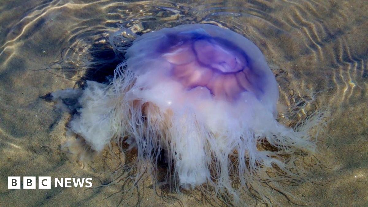 UK jellyfish boom: Your pictures - BBC News
