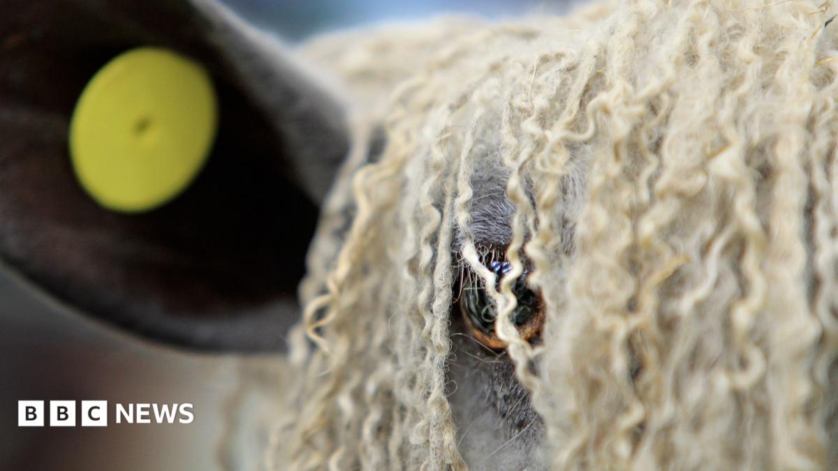 Black Isle Show opens near Muir of Ord - BBC News
