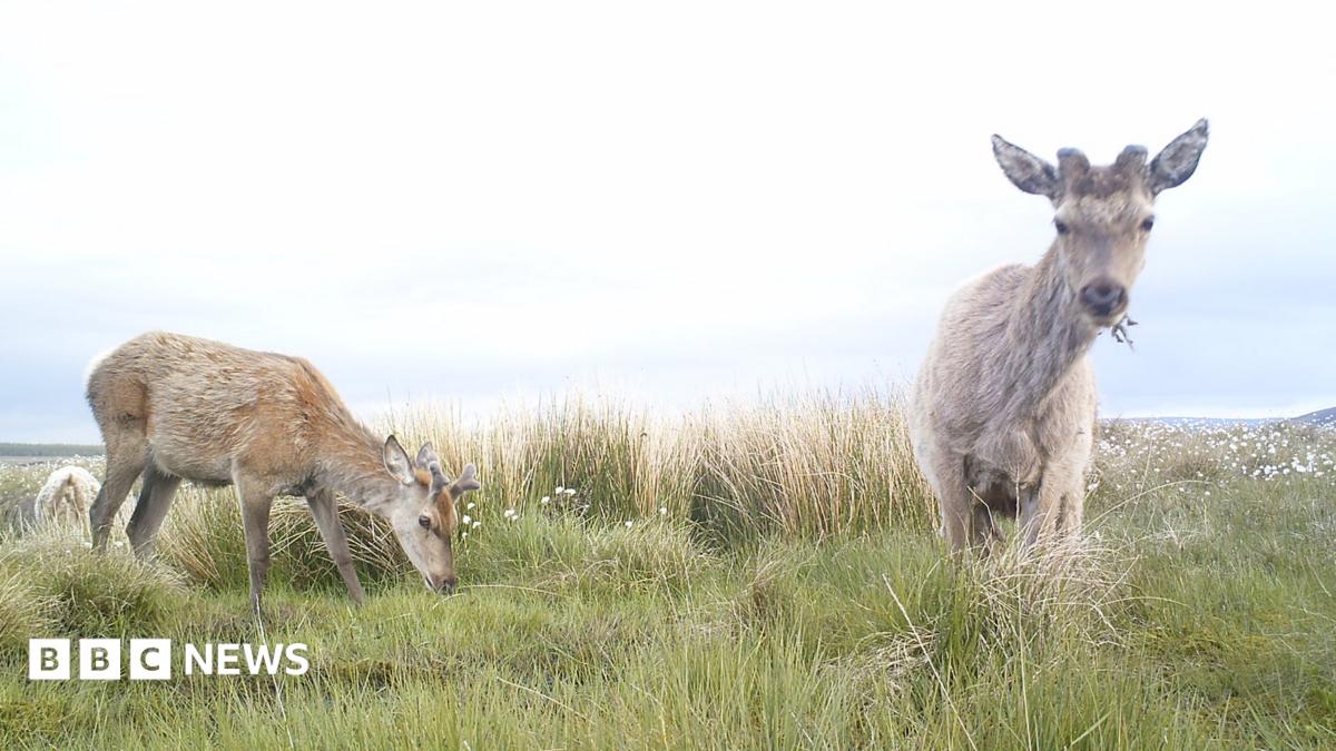 Bog life: Animals photographed on RSPB reserve - BBC News