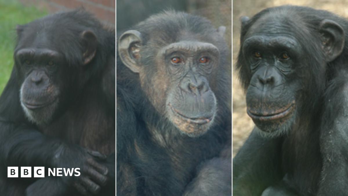 Escaped chimps cause Twycross Zoo closure - BBC News