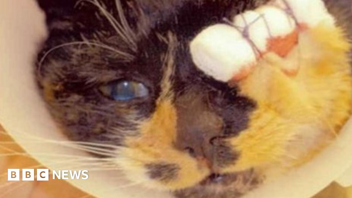 Craig Nunn jailed for firing marble at cat's eye in Stourport - BBC News