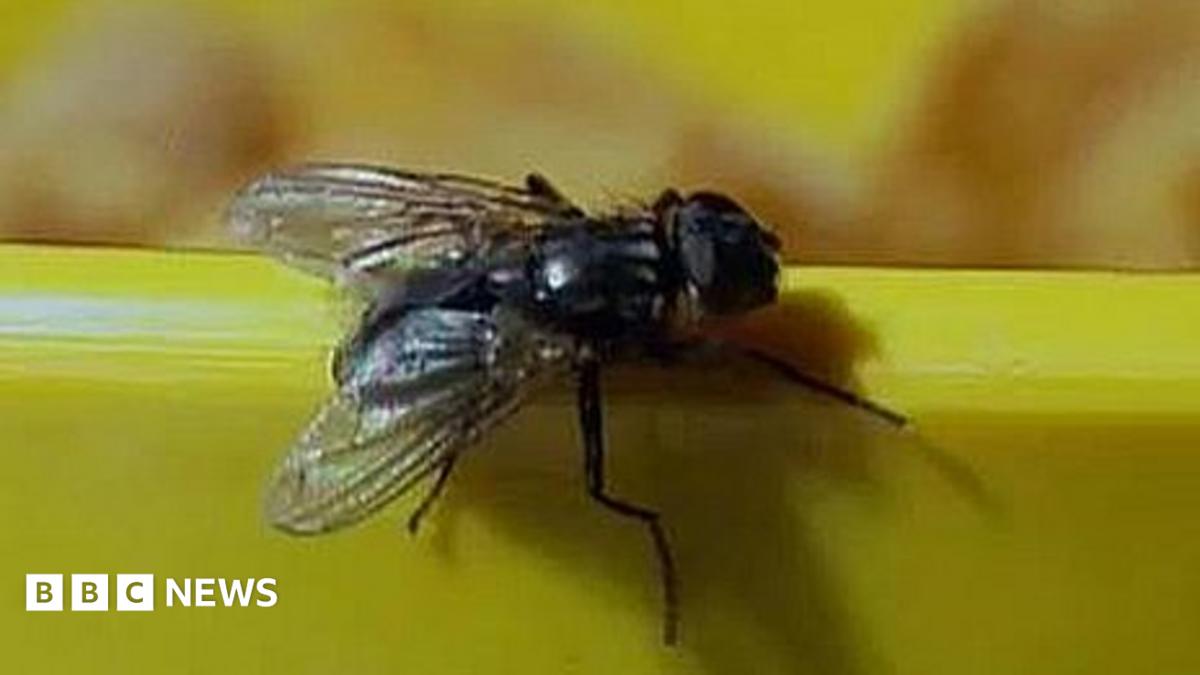 Plague of flies closes Barrow waste treatment plant - BBC News