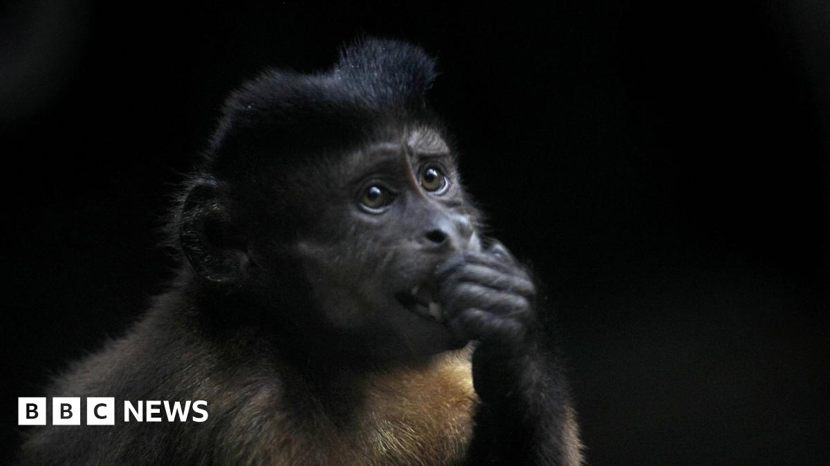 Seized Brazil pet monkey back with family - BBC News