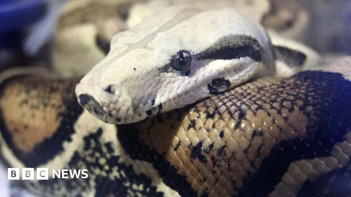 Snake 'strangles two children' in New Brunswick, Canada - BBC News