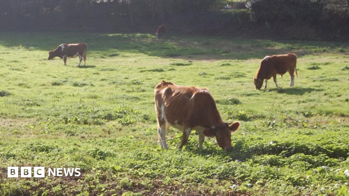 Guernsey cattle tethering may need licence - BBC News