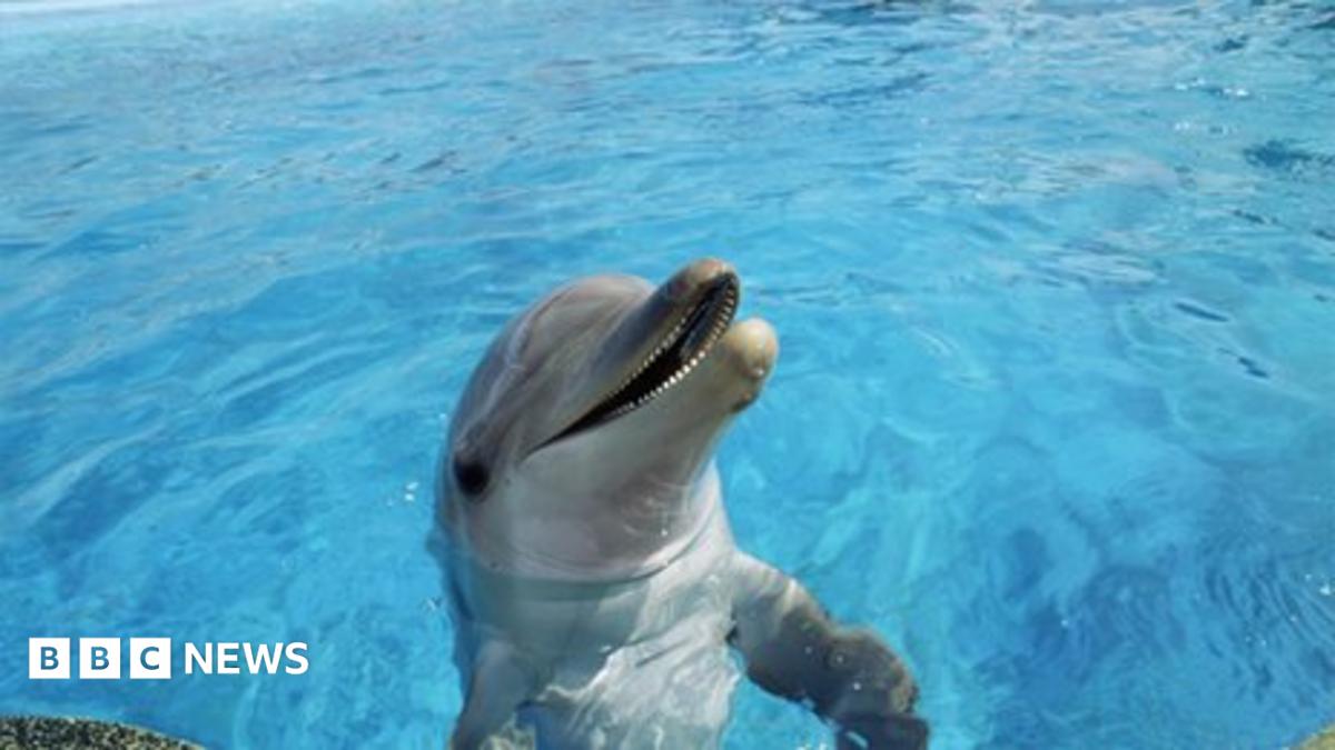 Dolphins have 'longest social memory' among non-humans - BBC News