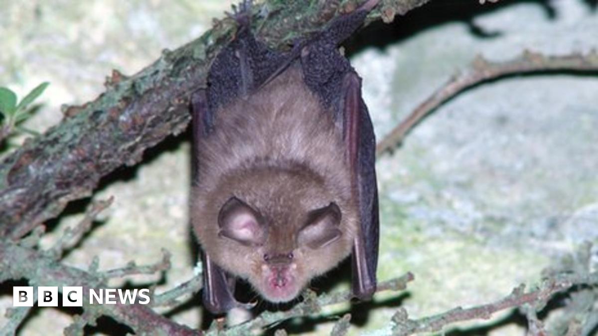 50 bats rescued after fire at St Fagans museum - BBC News