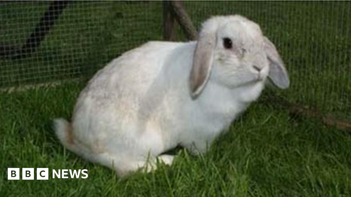 'Shrink-wrapped' rabbit found dumped in bin bag in woods - BBC News
