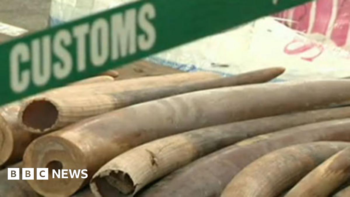 Togo arrests 'ivory trade kingpin' - BBC News