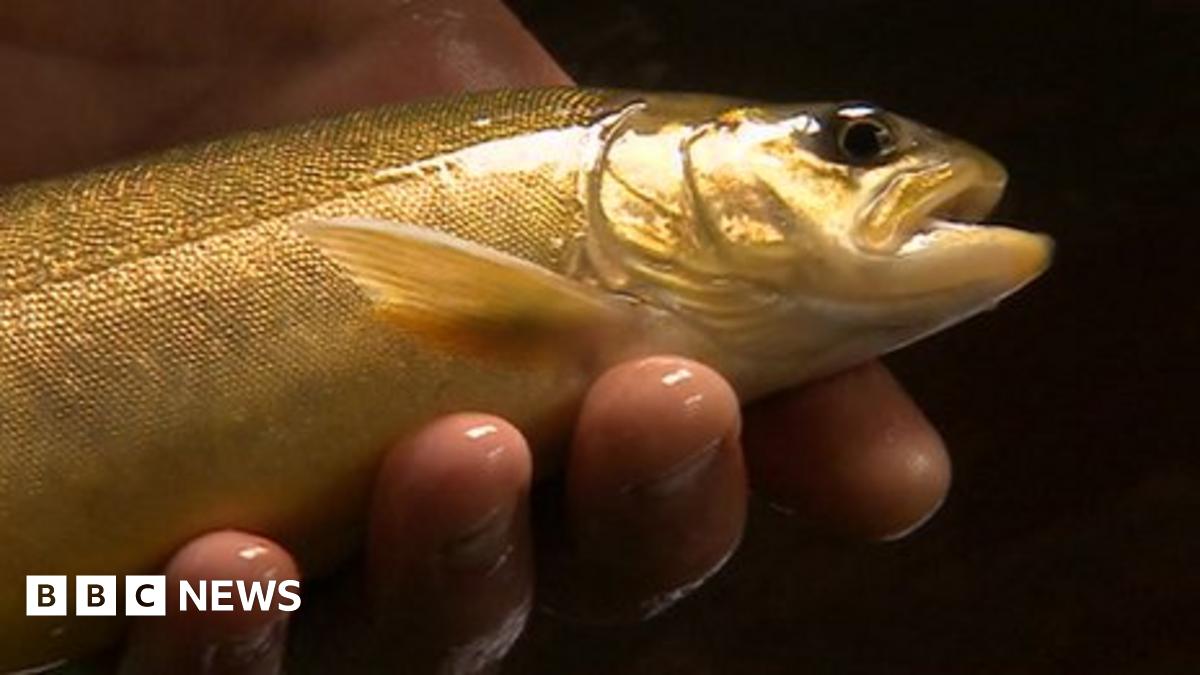 Refuge created for endangered Arctic char fish - BBC News