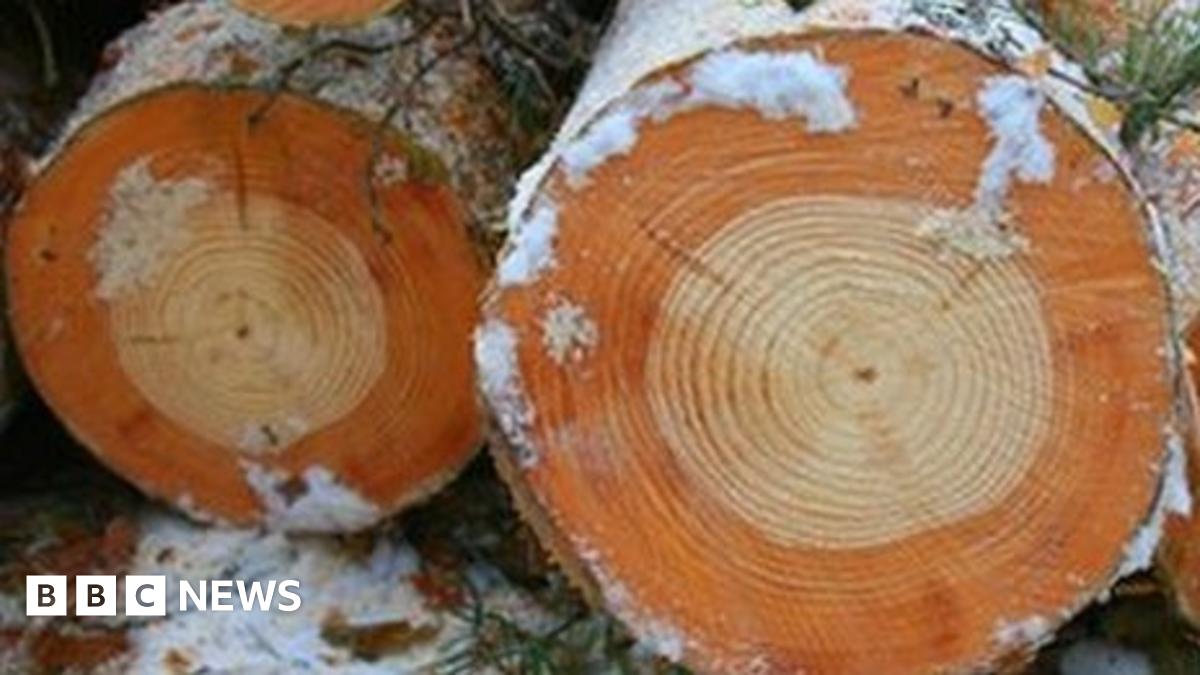 Chernobyl's legacy recorded in trees - BBC News