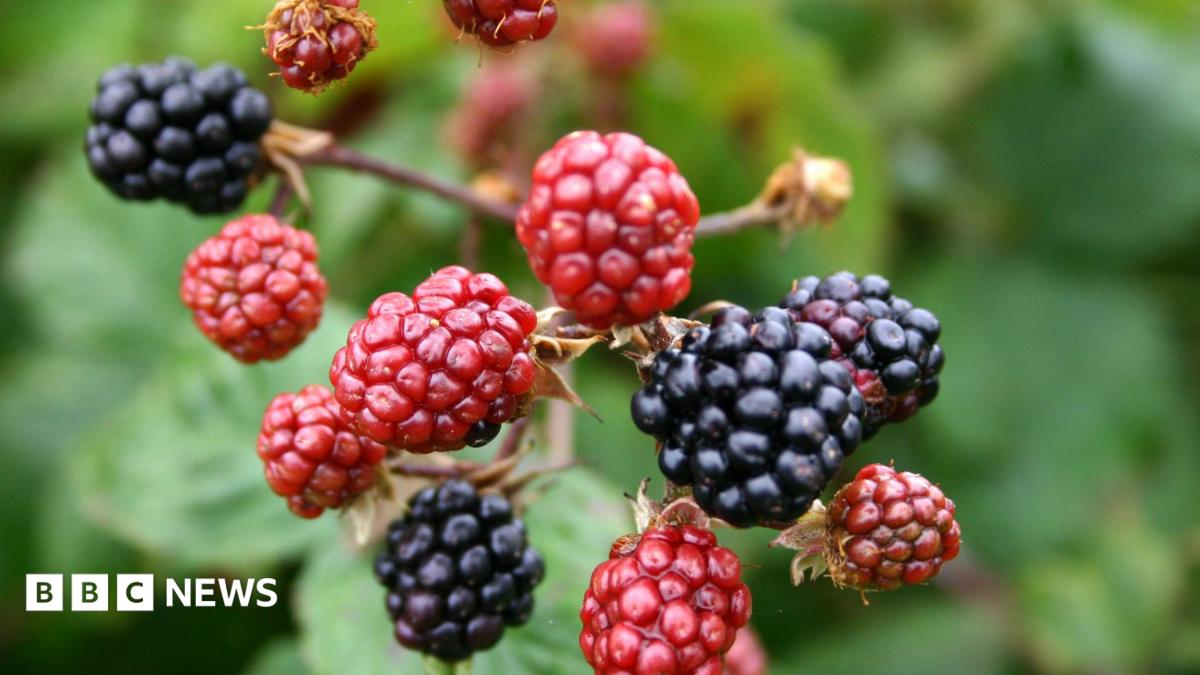 Scottish summer boosts wild berry crop - BBC News
