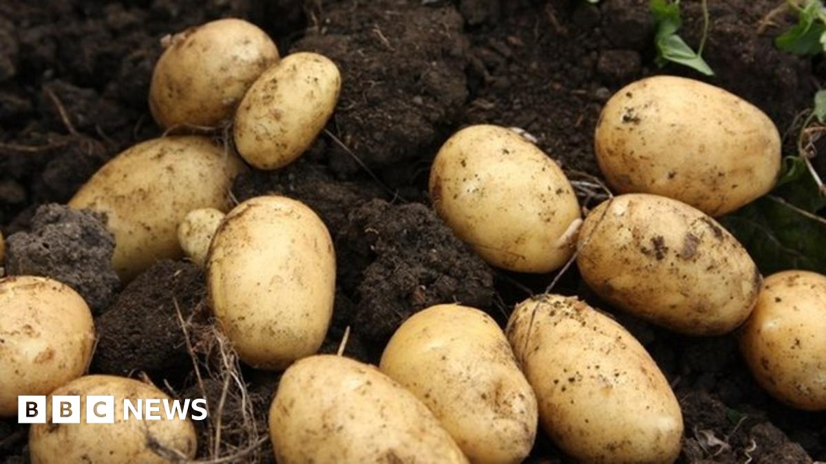 What is a new potato? New guidelines issued - BBC News