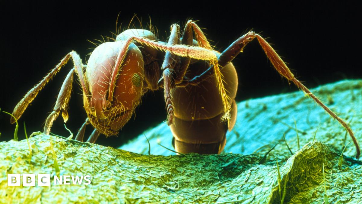 Invasive ants: 'Stowaway' insects spreading around world - BBC News