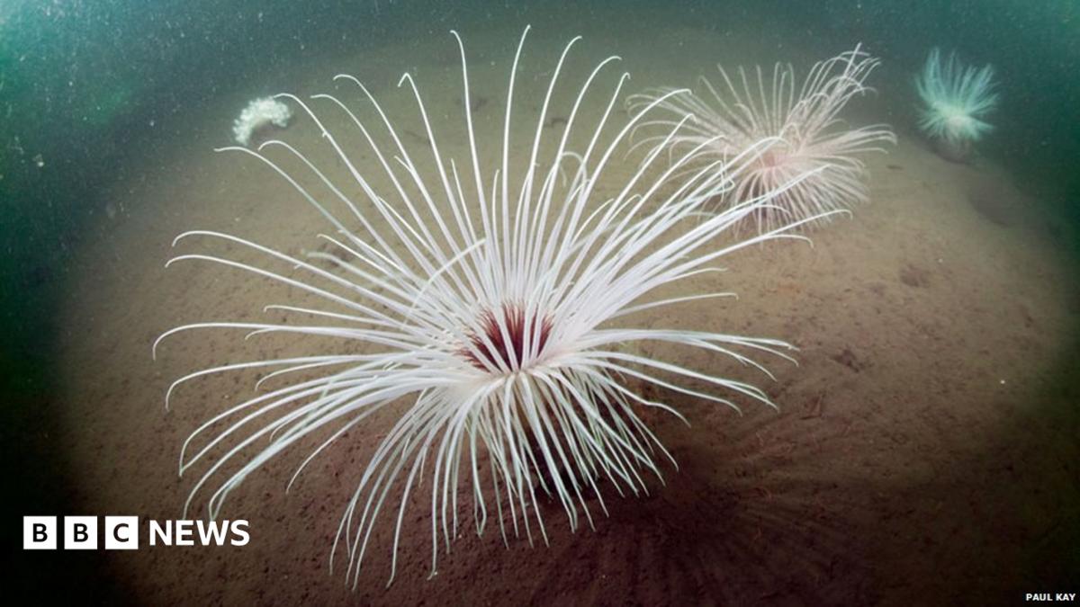 In pictures: Scotland's marine wildlife - BBC News