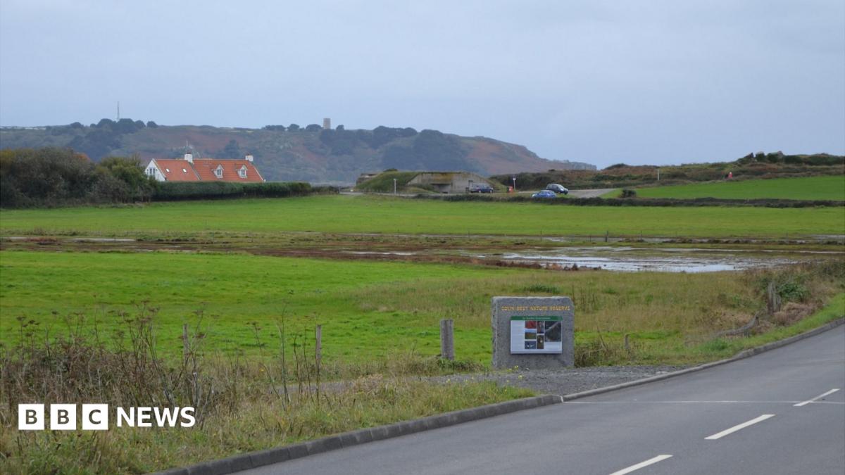 Rare plants 'flourish' in restored wetland in Guernsey - BBC News