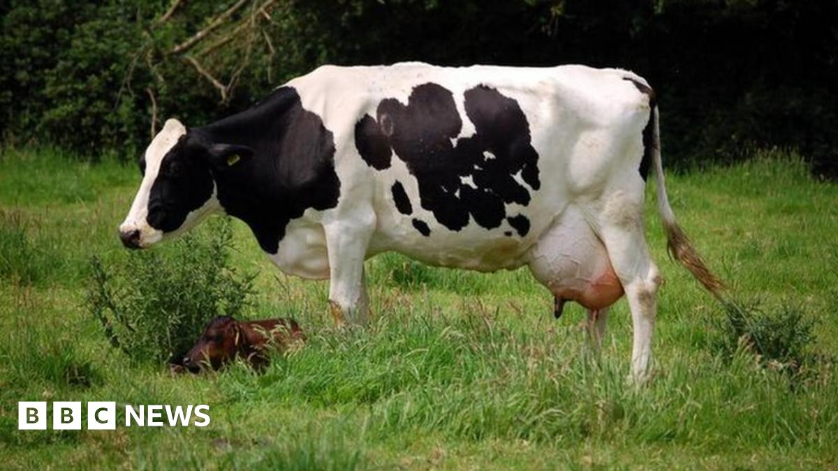 Cows blamed for power cuts at Llanddona, Anglesey - BBC News