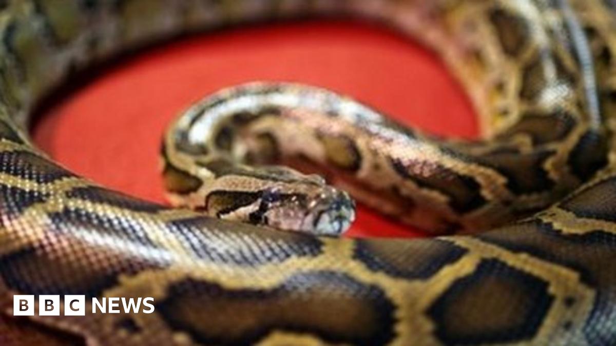 Canada police find pythons in Ontario motel room bins - BBC News