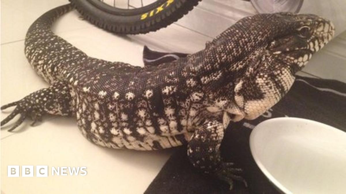 Police appeal to find 5ft missing pet lizard in Swansea - BBC News