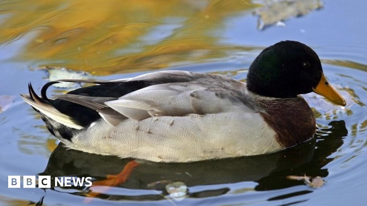 Peterborough's 'obese' ducks put on no-bread diet - BBC News