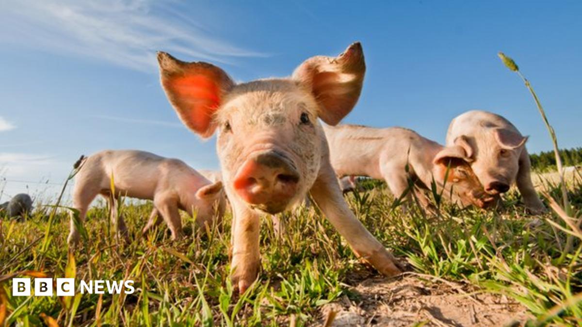 Should pig swill from waste food be back on the menu? - BBC News