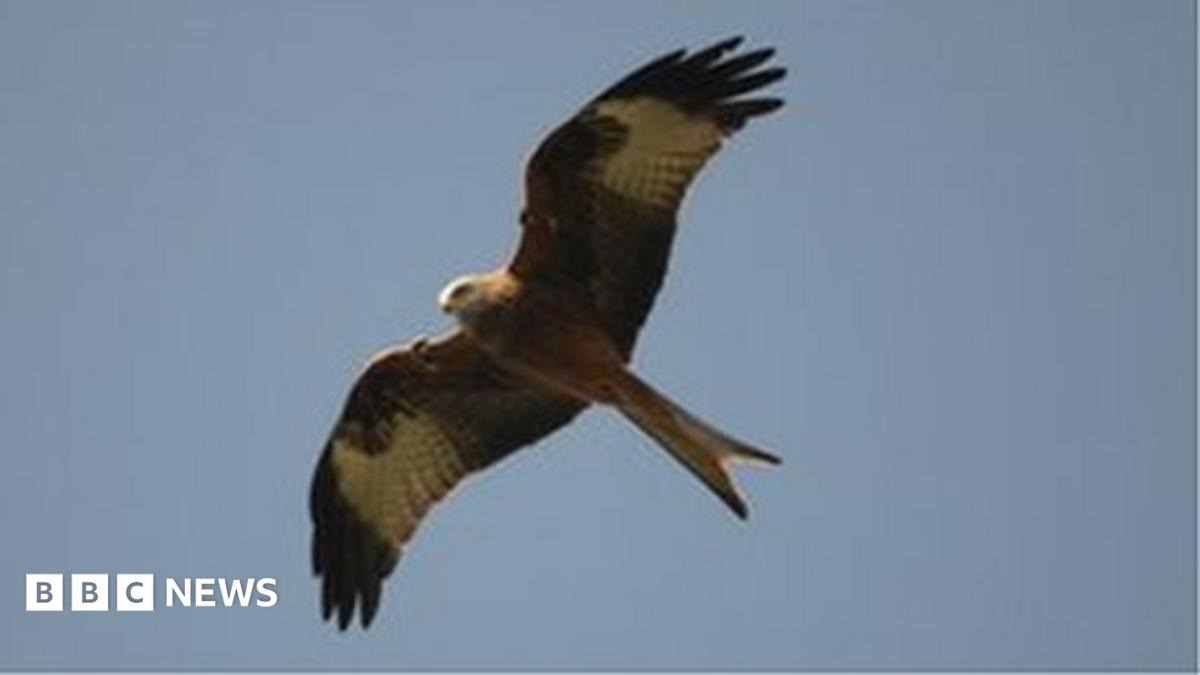 RSPB fears Red Kites are being poisoned in Northern Ireland - BBC News