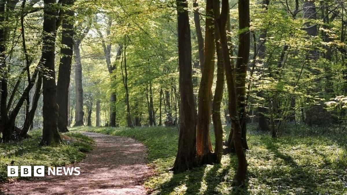 Forest of Dean network of horse and walking trails open - BBC News
