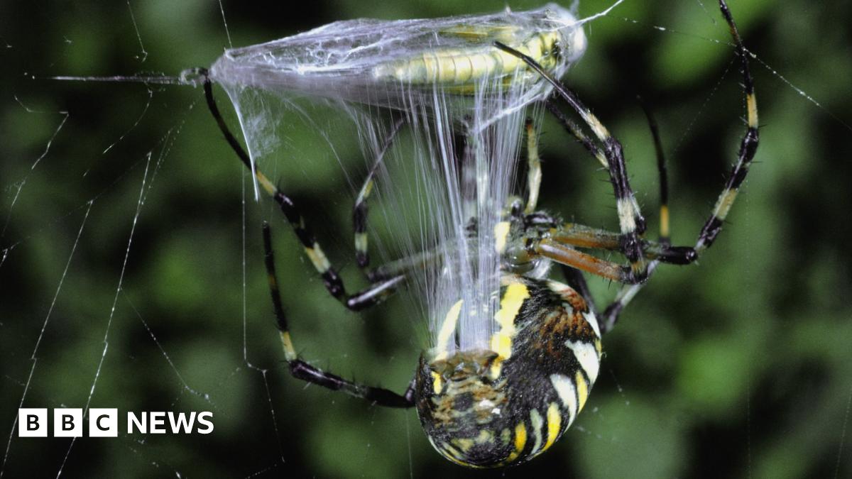 'Spider style' blood vessel building - BBC News