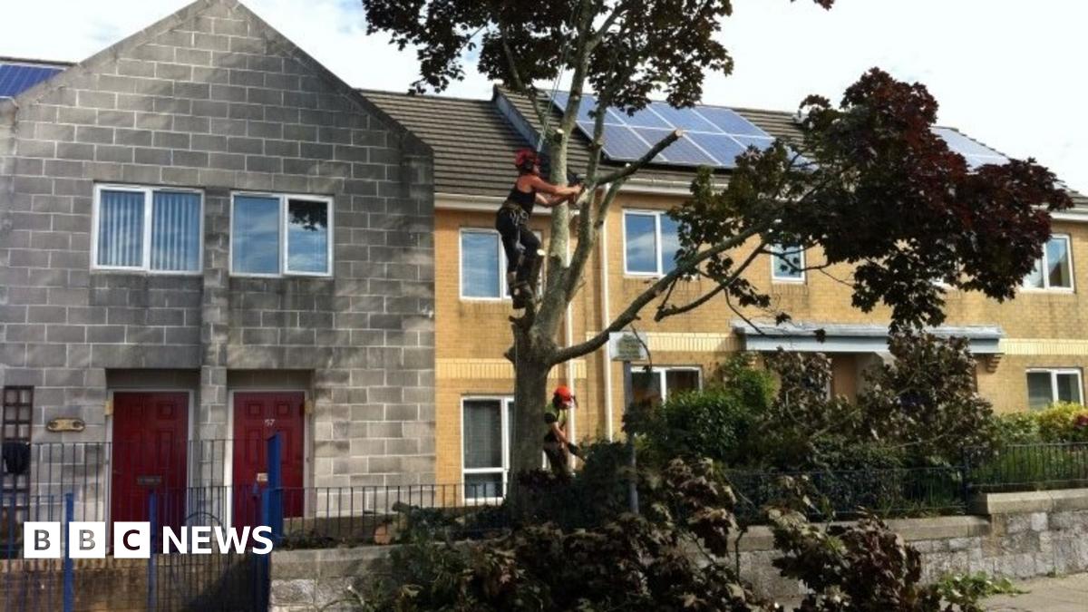 Plymouth residents angry over solar panel tree felling - BBC News