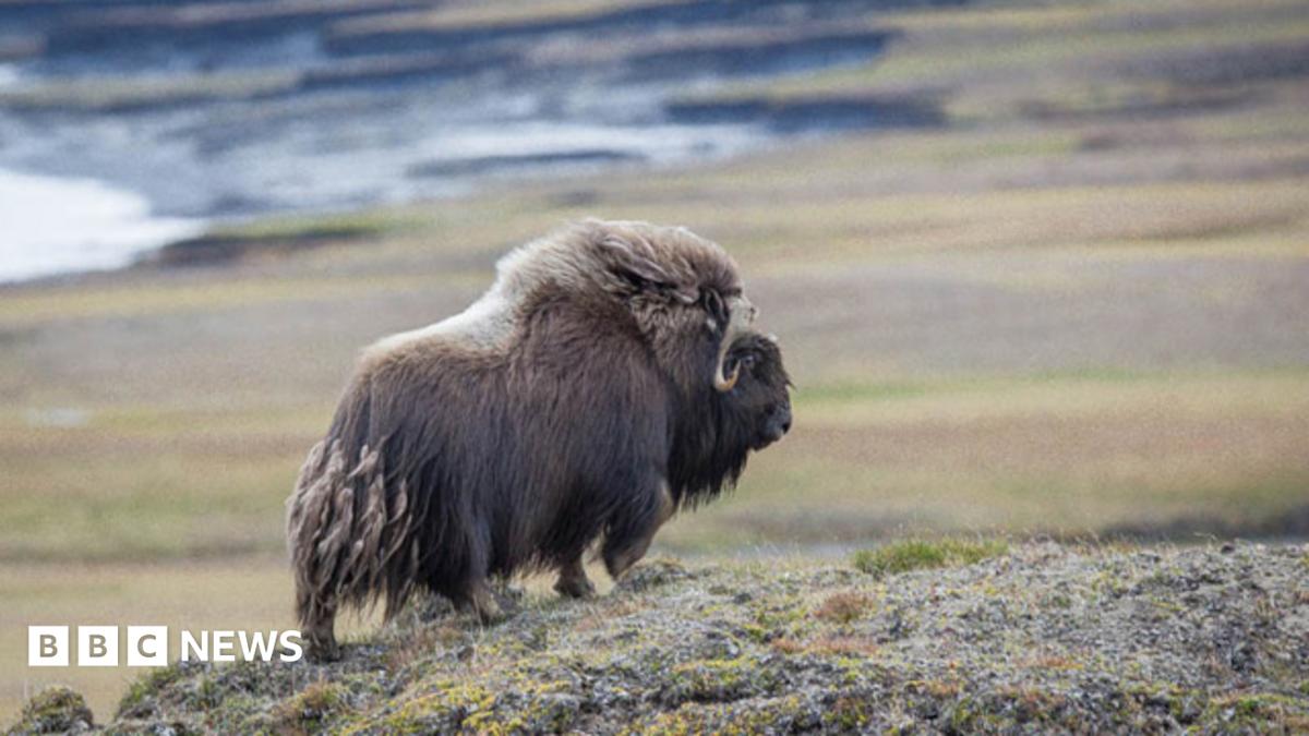 Russia's Arctic: Taimyr Peninsula - BBC News
