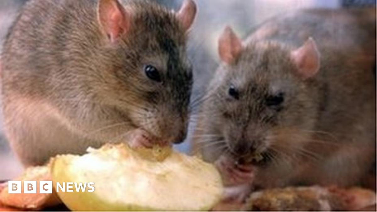 Rat infestation prompts Buenos Aires tribunal strike - BBC News
