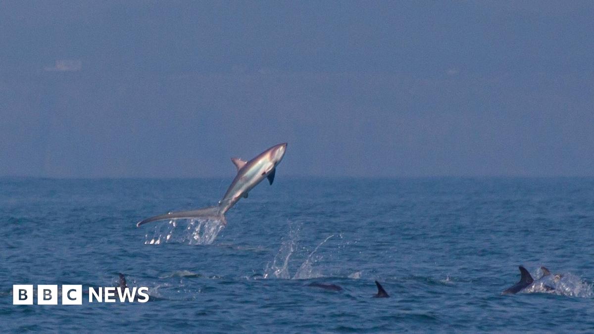 Thresher shark seen leaping from sea off Pembrokeshire - BBC News