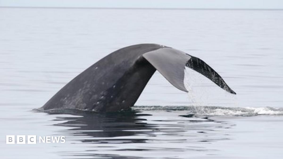 'Tanned' whales' sun response gives clues to human ageing - BBC News