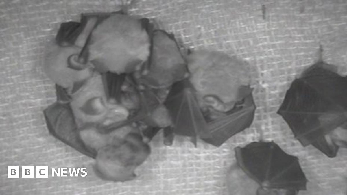 Baby bats born at Mount Edgcumbe's bat roost - BBC News