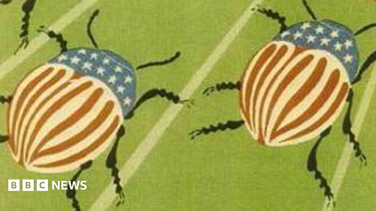 The great Cold War potato beetle battle - BBC News