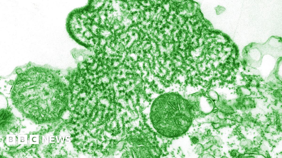 Mammals harbour 'at least 320,000 new viruses' - BBC News