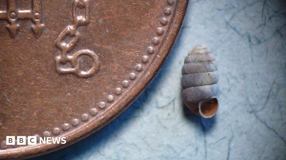 Rare tiny snail found at second site on Black Isle - BBC News