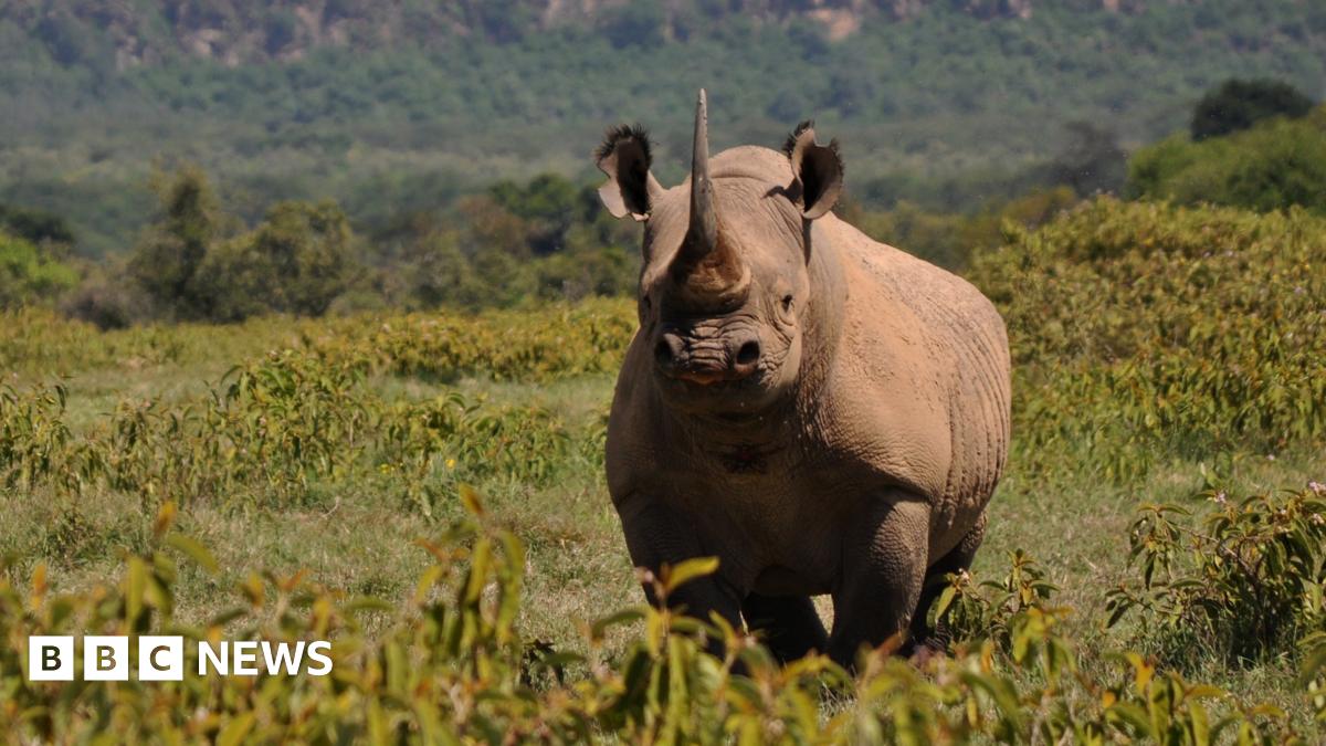Raspberry Pi aids cyber 'safety net' for African rhino - BBC News