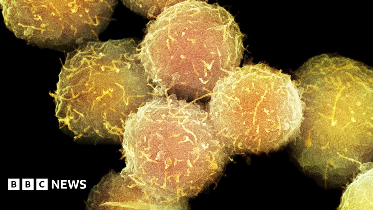 Stem cells: Living adult tissue transformed back into embryo state ...