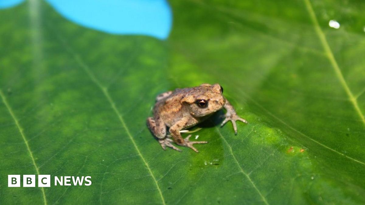 Spanish toad 'healthy' after car crash - BBC News
