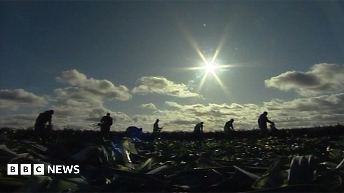 Agency's licence revoked over illegal farm workers - BBC News