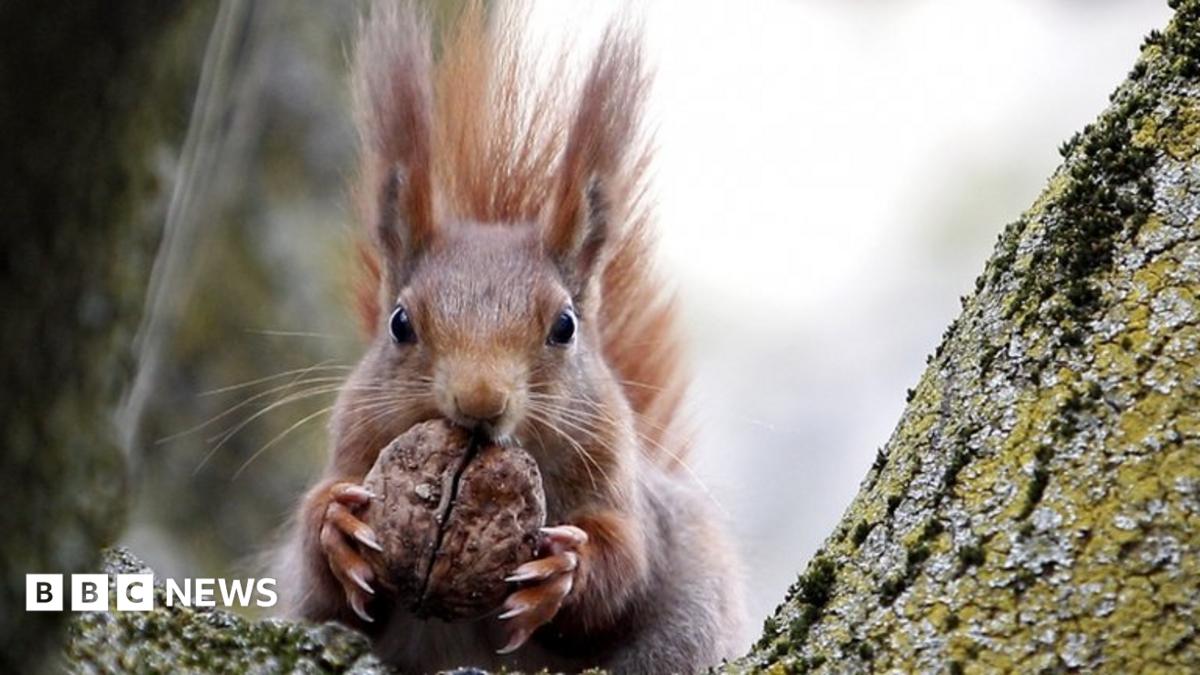 South of Scotland red squirrels 'making a comeback' - BBC News