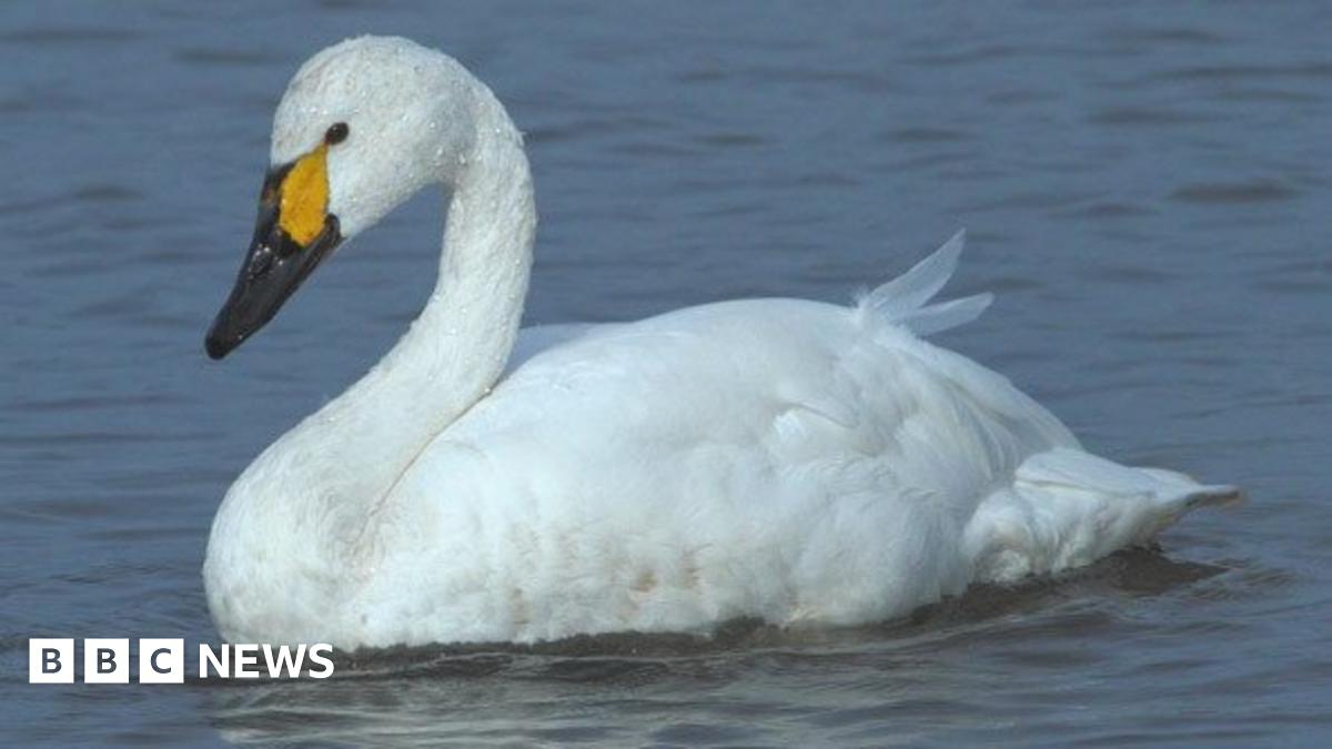 Swan death sparks Isle of Man police probe - BBC News