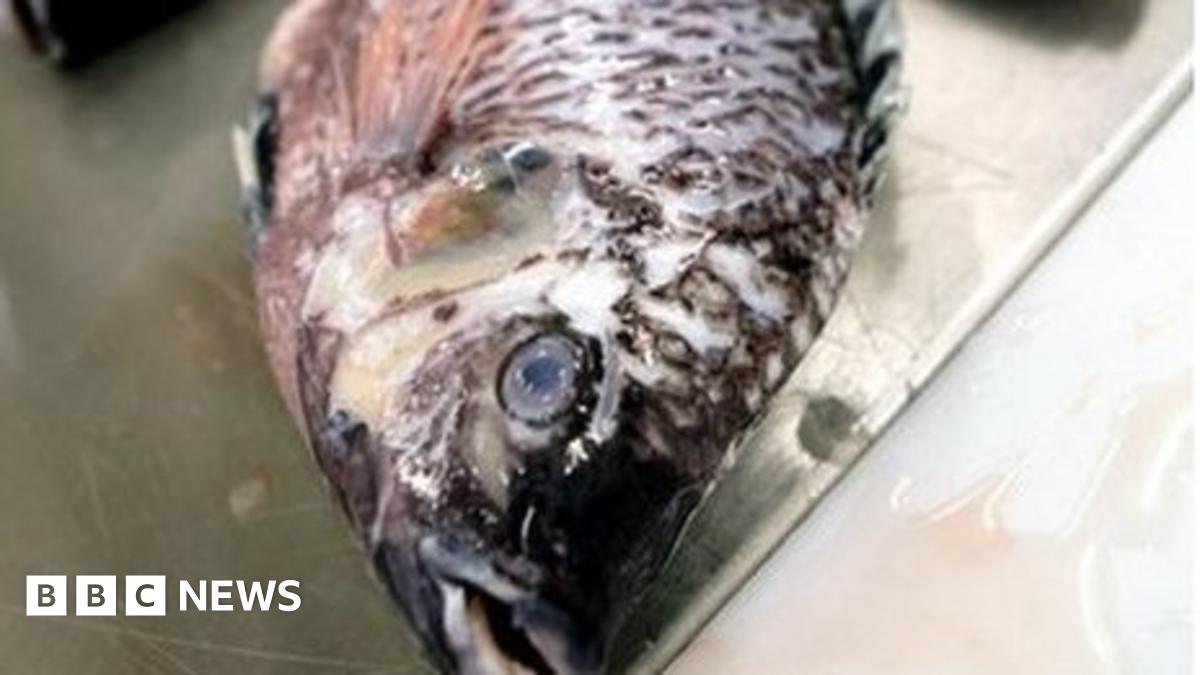 Israel: 'St Peter's Fish' to revive the Sea of Galilee - BBC News