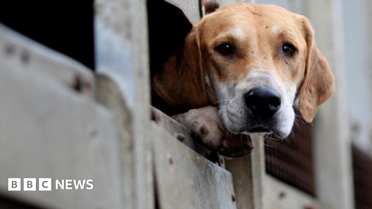 Who, what, why: Where do working dogs go when they retire? - BBC News