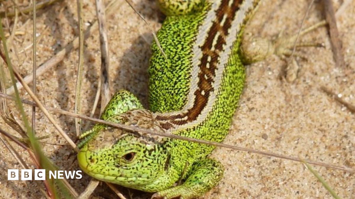 More sand lizards released on Farnham Heath - BBC News