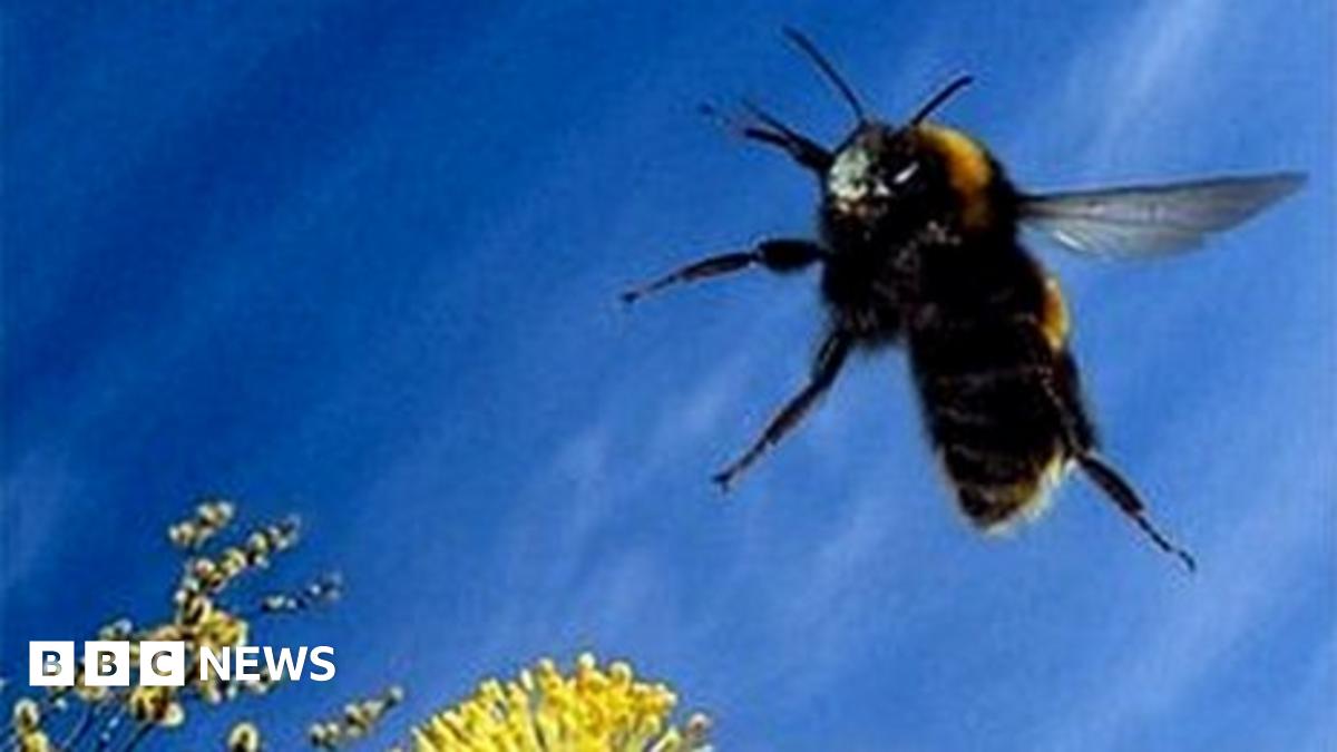 Bumblebee flight inspires 'bad weather robot' design - BBC News
