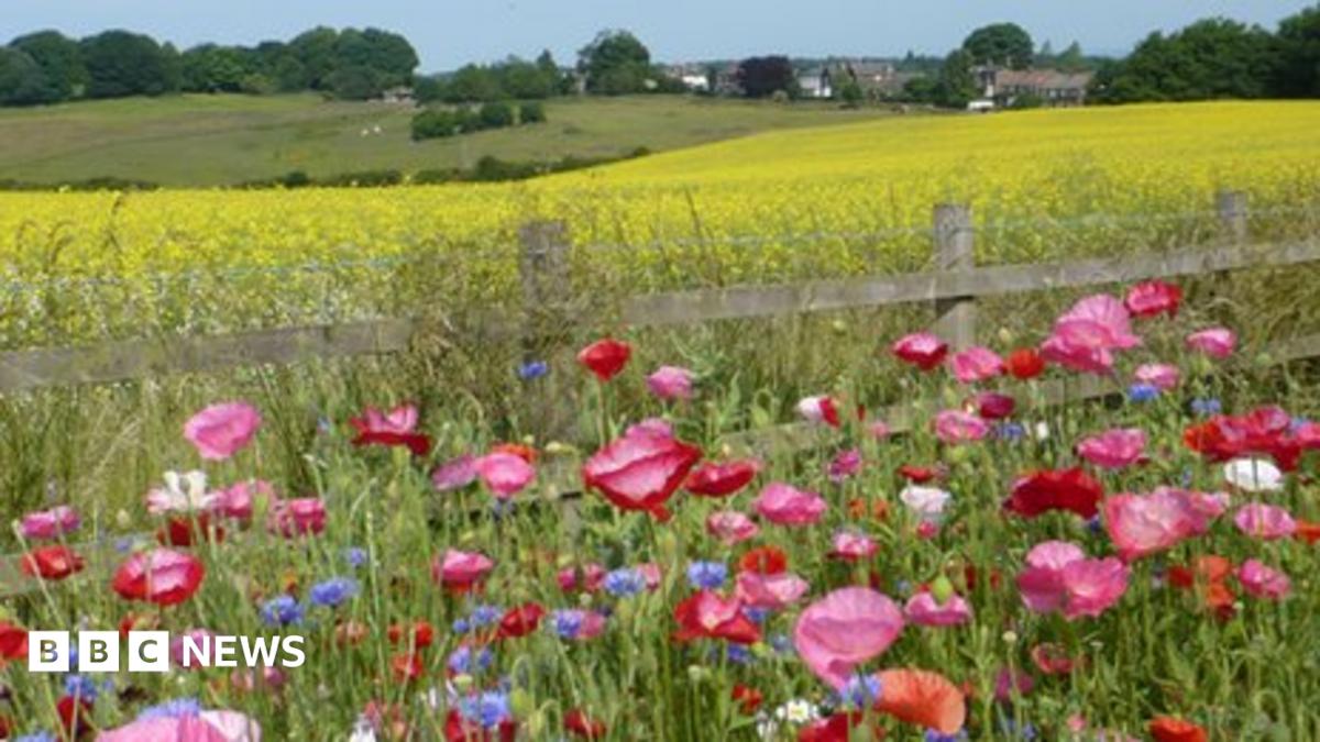 In pictures: Yorkshire flower power brings colour - BBC News